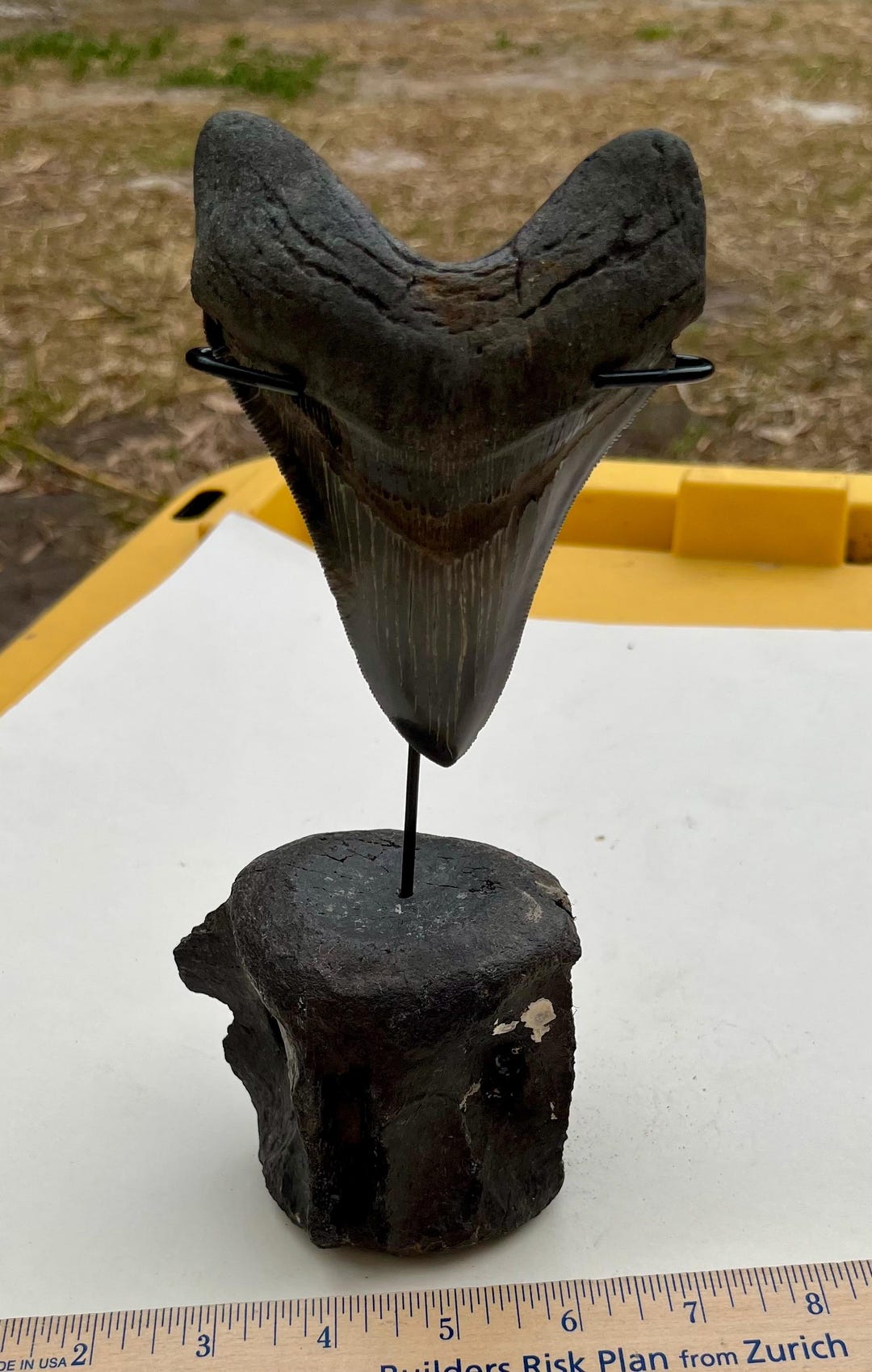 Fossil Megalodon Tooth Stand - Etsy