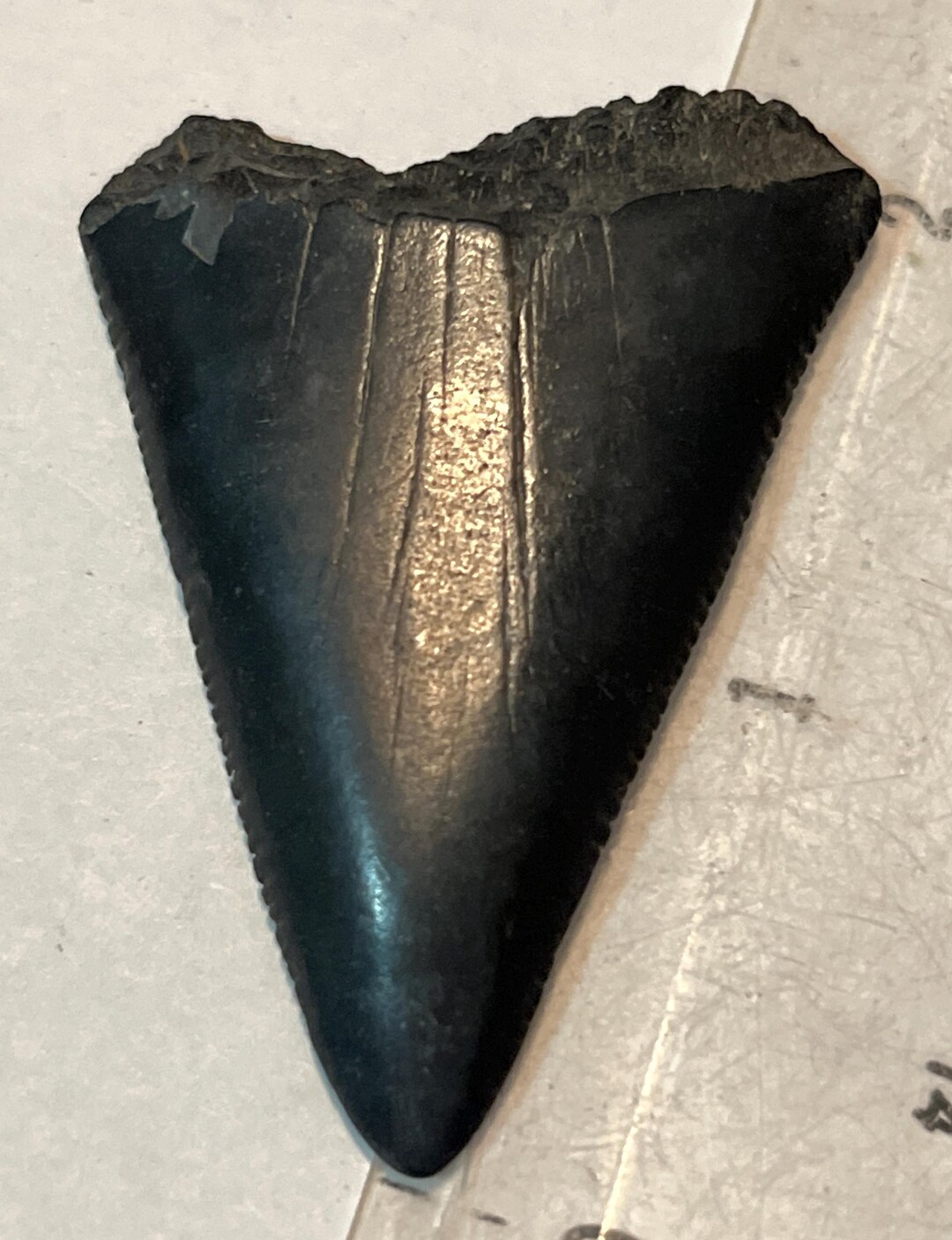 Fossil Great White Tooth - Etsy