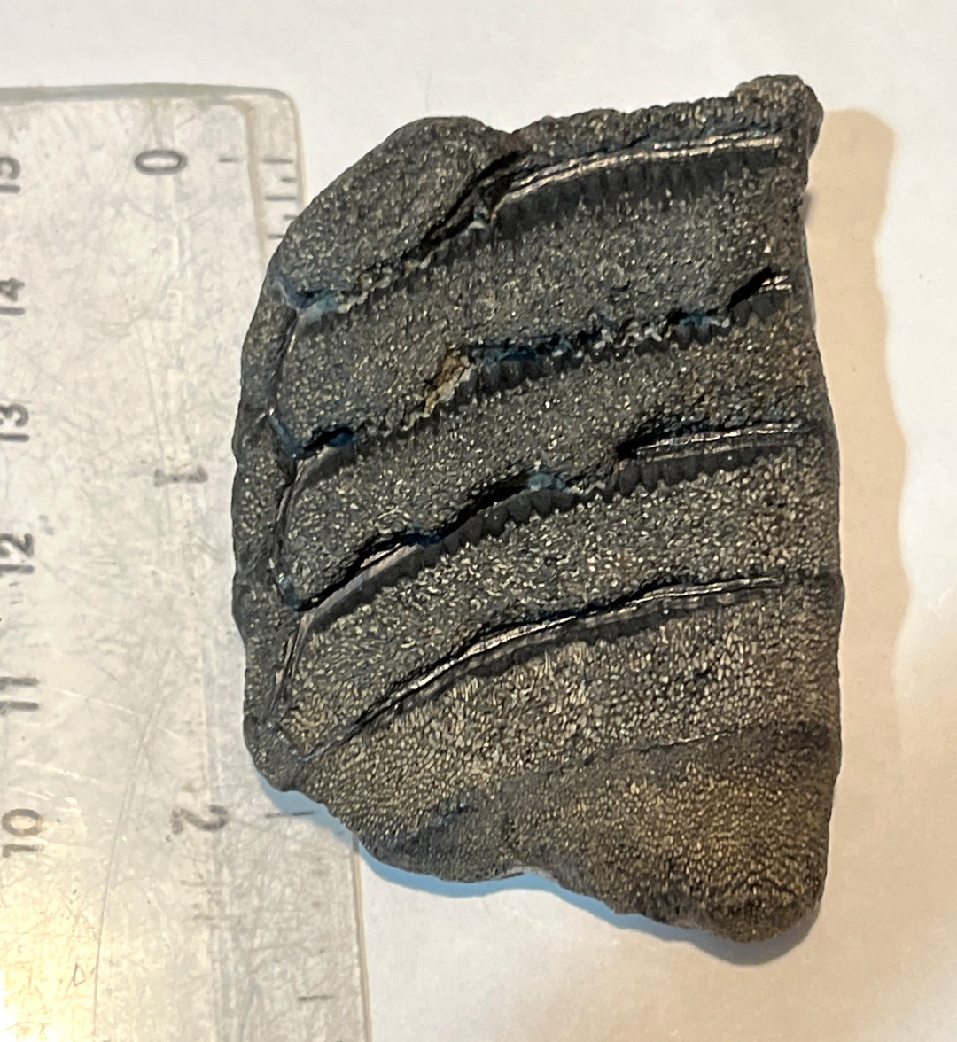 Authentic Fossil Stingray Mouth Plate - Etsy