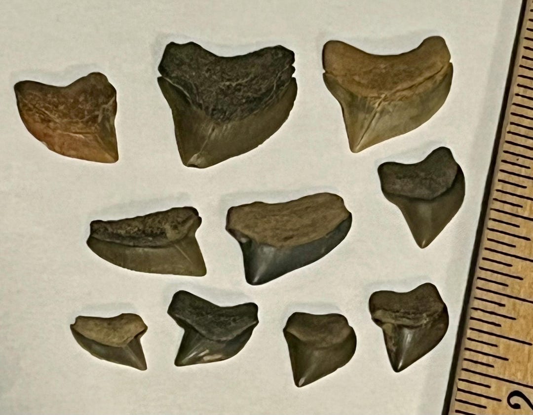 10 Crow Shark or Squalicorax Teeth From the Creatacous Era - Etsy