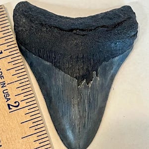 Fossil Megalodon Tooth Shadow Box - Etsy