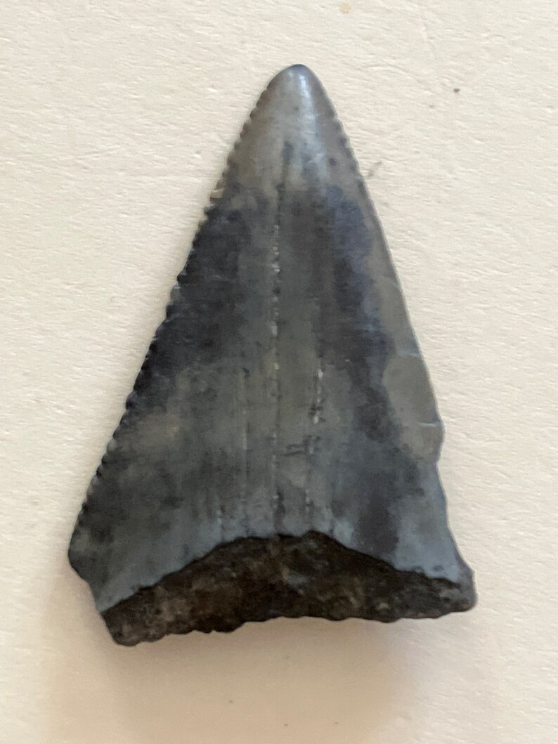 Fossil Great White Tooth - Etsy