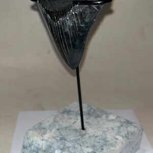 Fossil Megalodon Tooth Stand - Etsy
