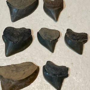 10 Crow Shark or Squalicorax Teeth From the Creatacous Era - Etsy