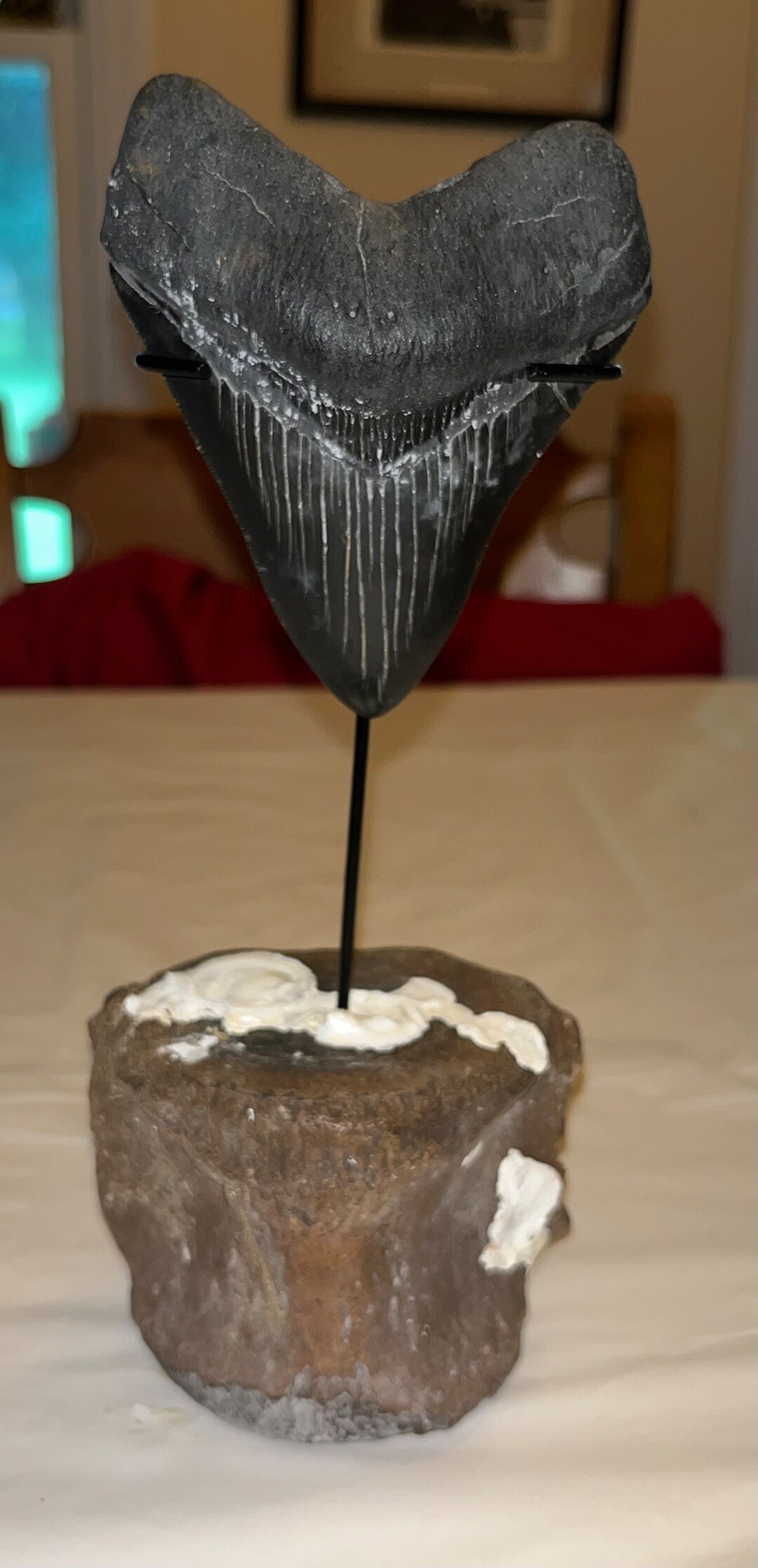 Fossil Megalodon Tooth Stand - Etsy