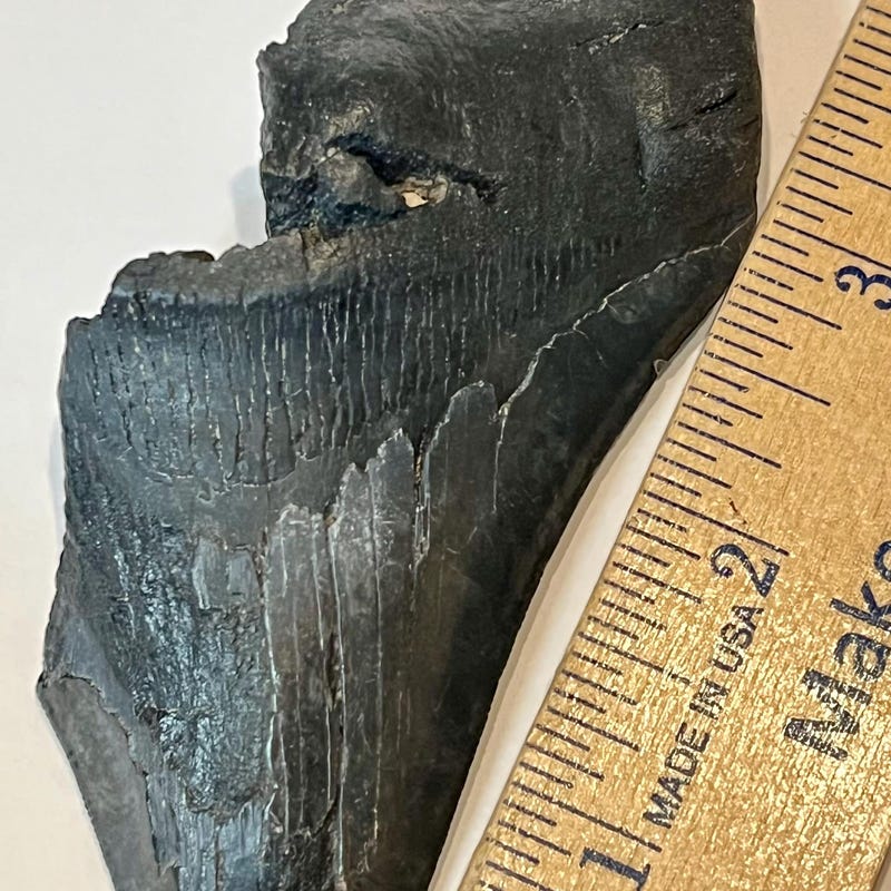 White Tooth Fossils - Etsy