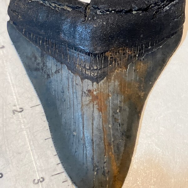 Real Whale Tooth - Etsy