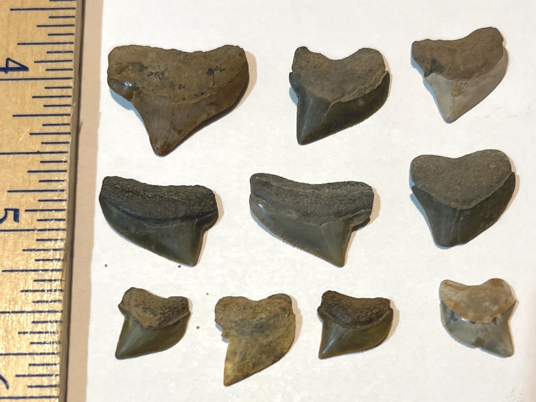 10 Crow Shark or Squalicorax Teeth From the Creatacous Era - Etsy