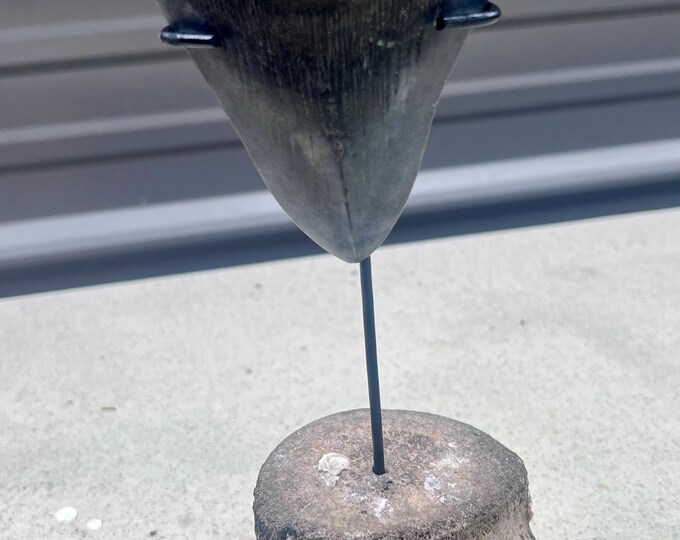 Fossil Megalodon Tooth Stand on Fossil Vertebrae - Etsy