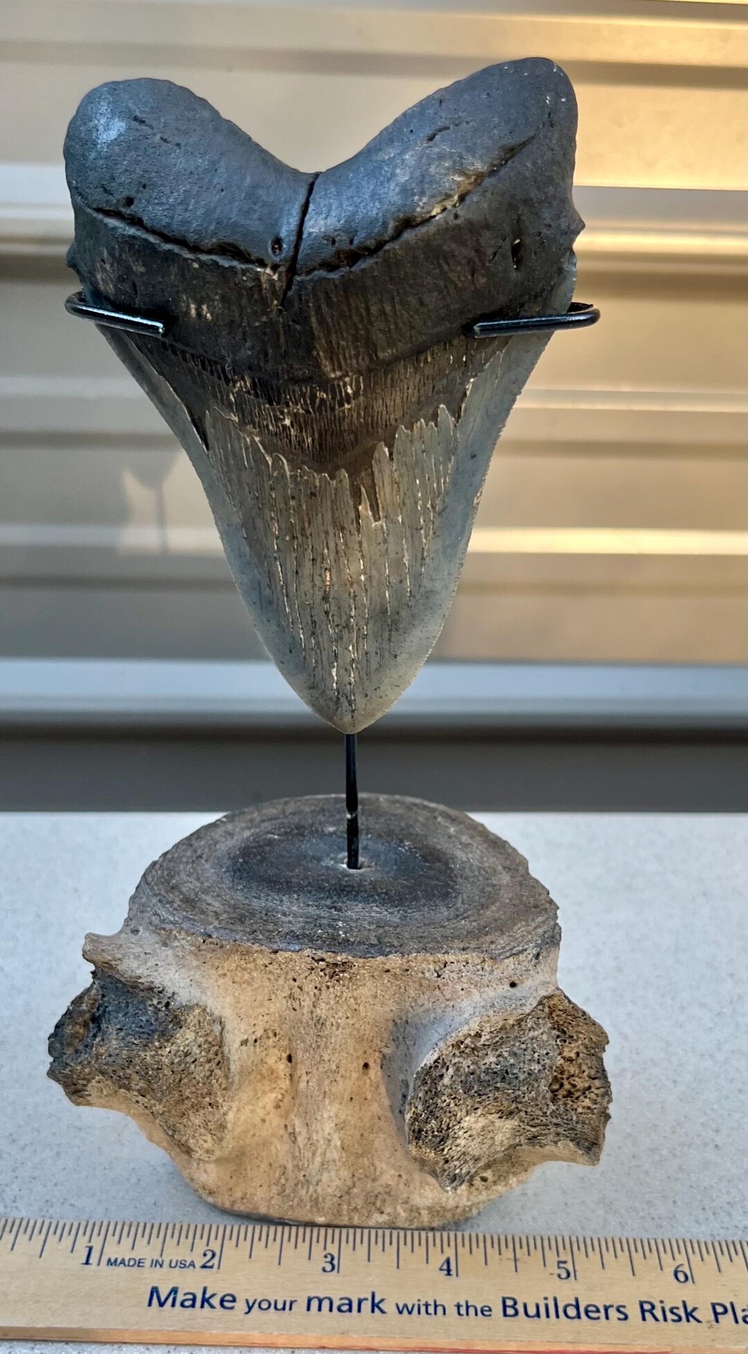 Fossil Megalodon Tooth Stand on Fossil Vertebrae - Etsy