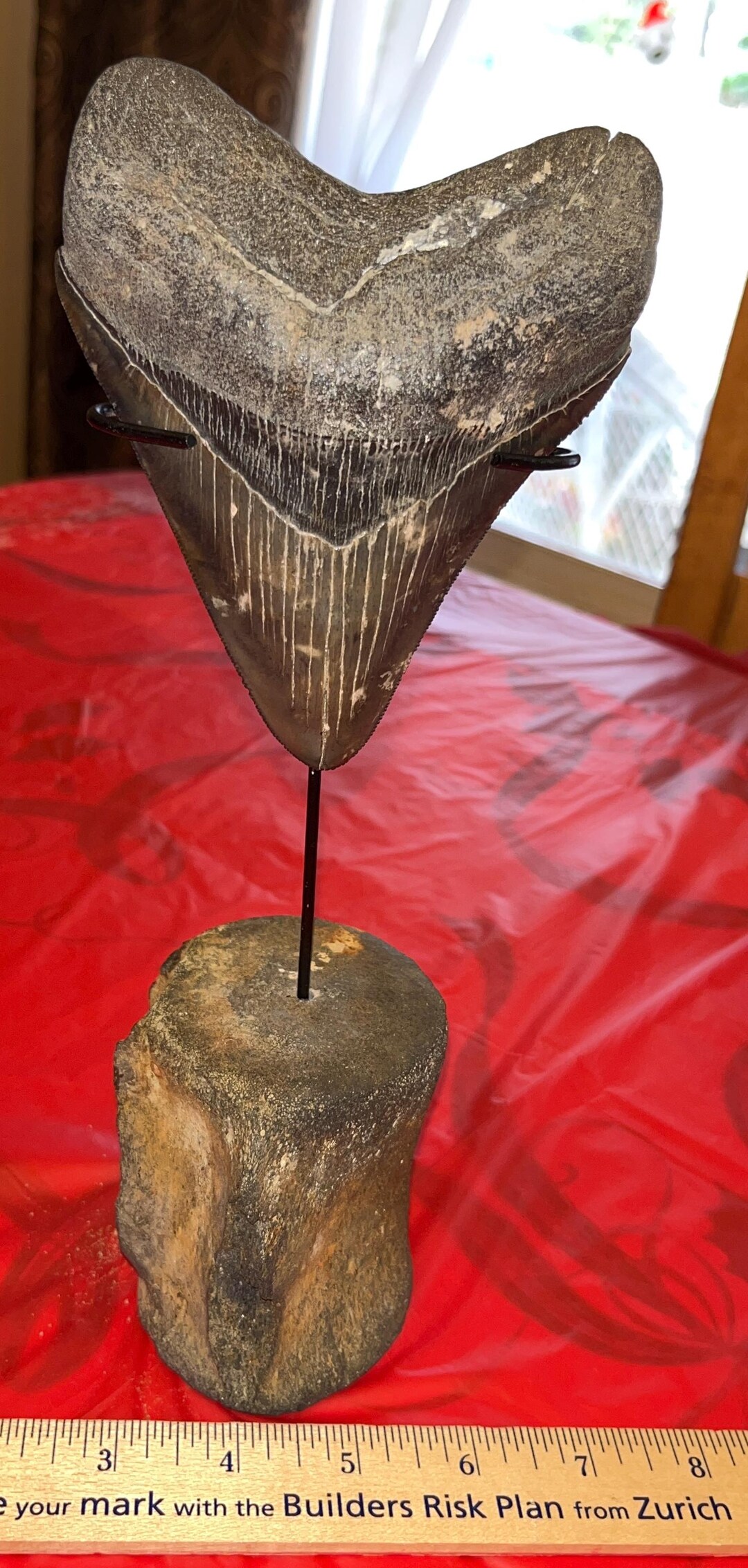 Fossil Megalodon Tooth Stand - Etsy