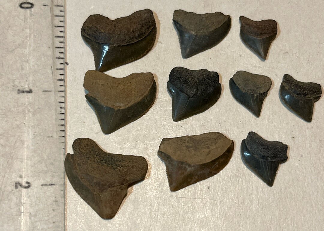 10 Crow Shark or Squalicorax Teeth From the Creatacous Era - Etsy