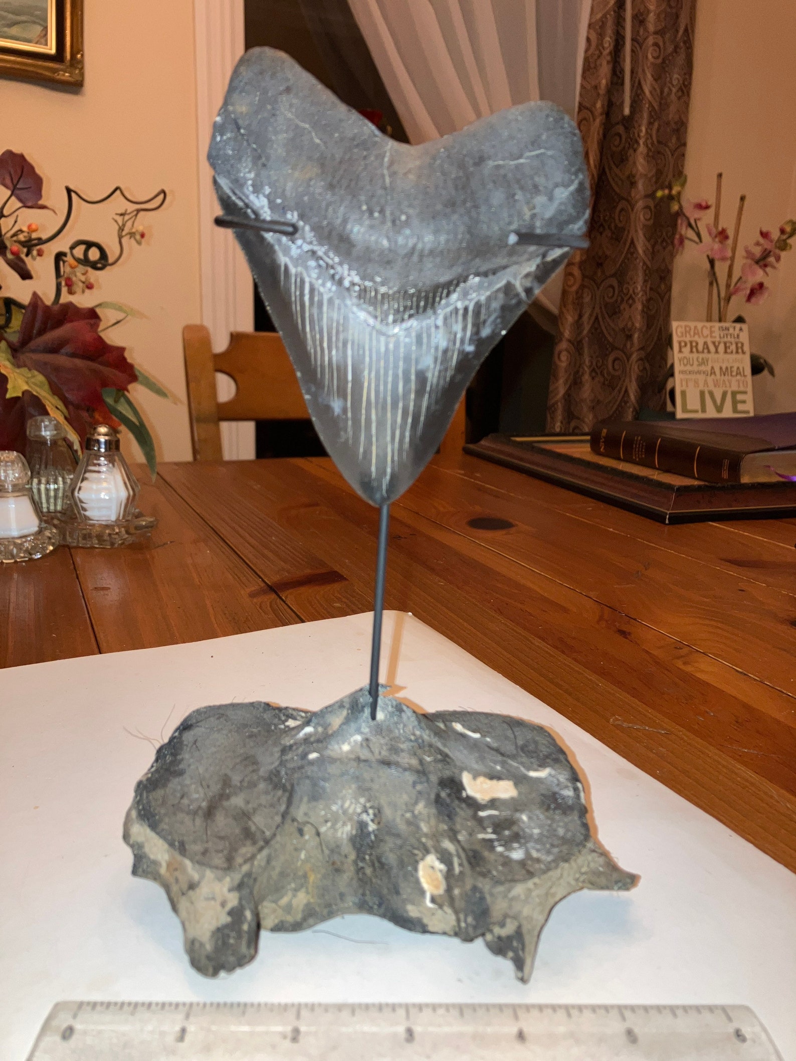 Fossil Megalodon Tooth Stand - Etsy