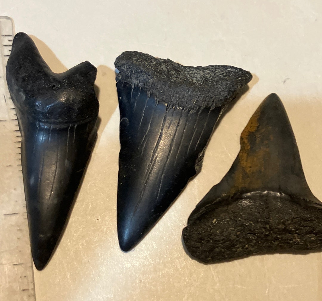 3 Huge Fossil Mako Teeth - Etsy