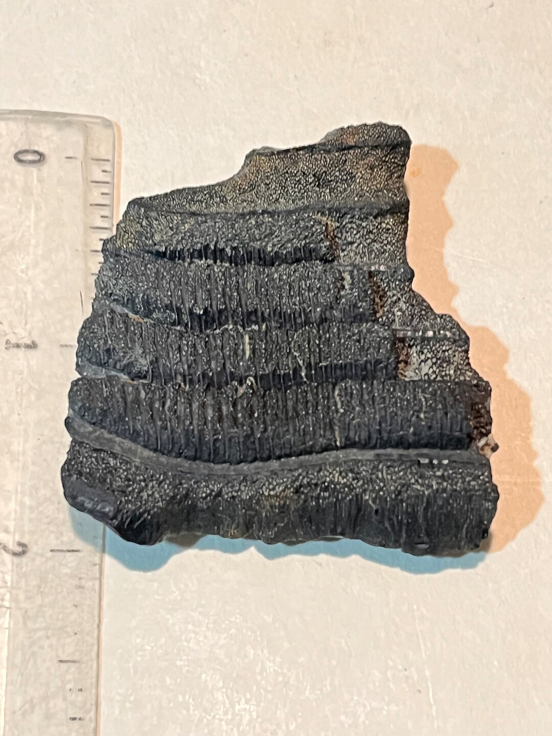 Authentic Fossil Stingray Mouth Plate - Etsy