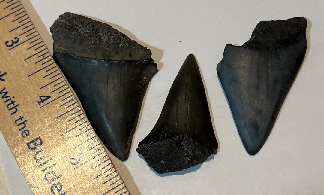 3 Huge Fossil Mako Teeth! - Etsy