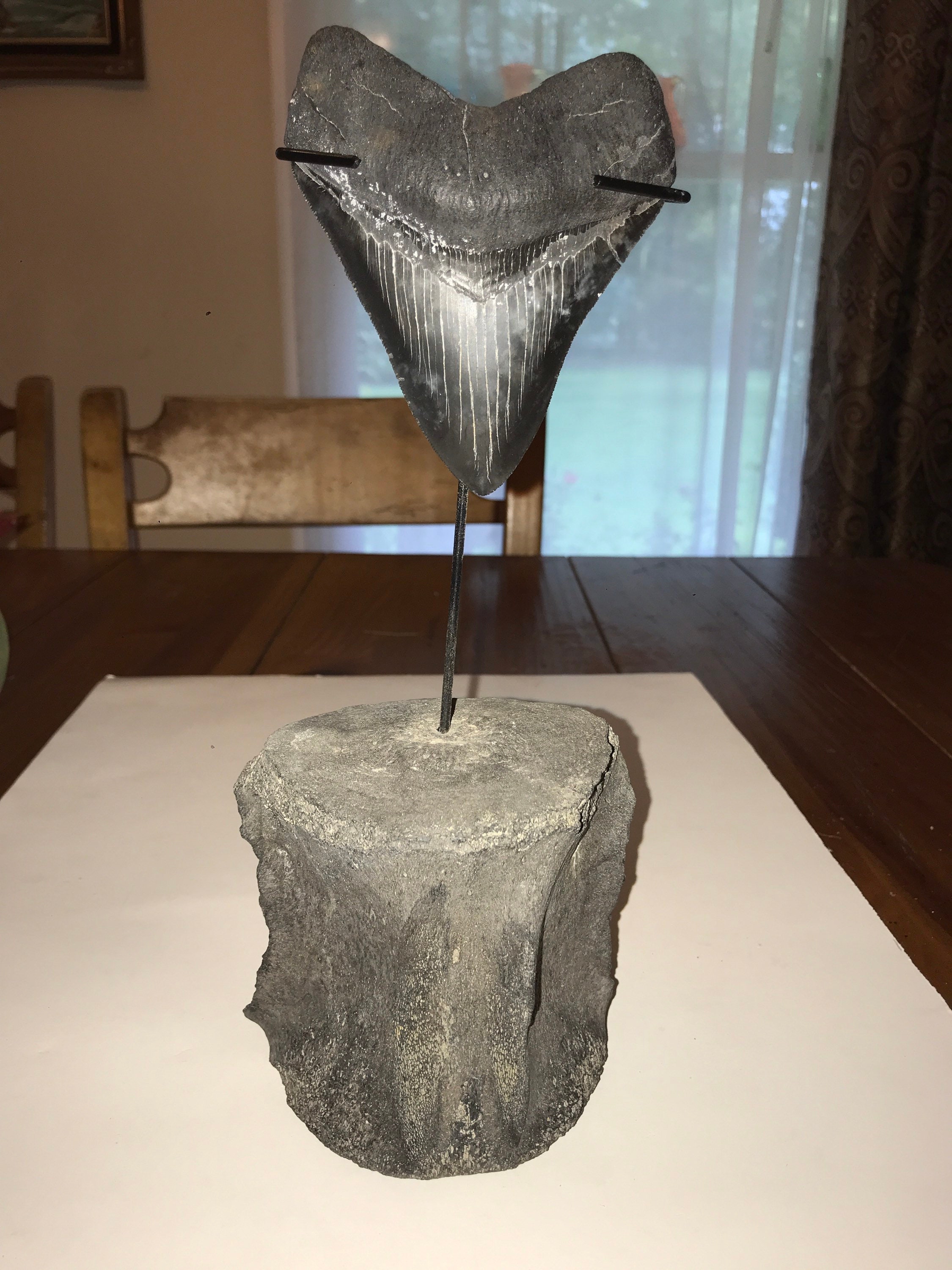 Fossil Megalodon Tooth Stand | Etsy