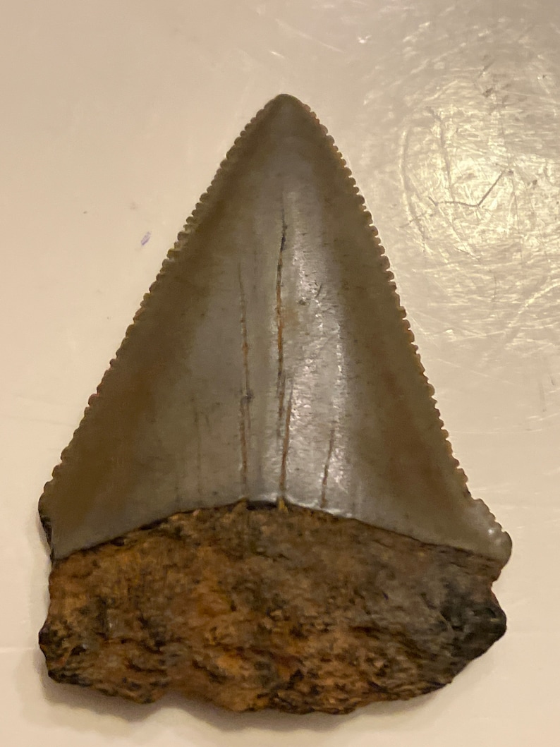 Fossil Great White Tooth - Etsy