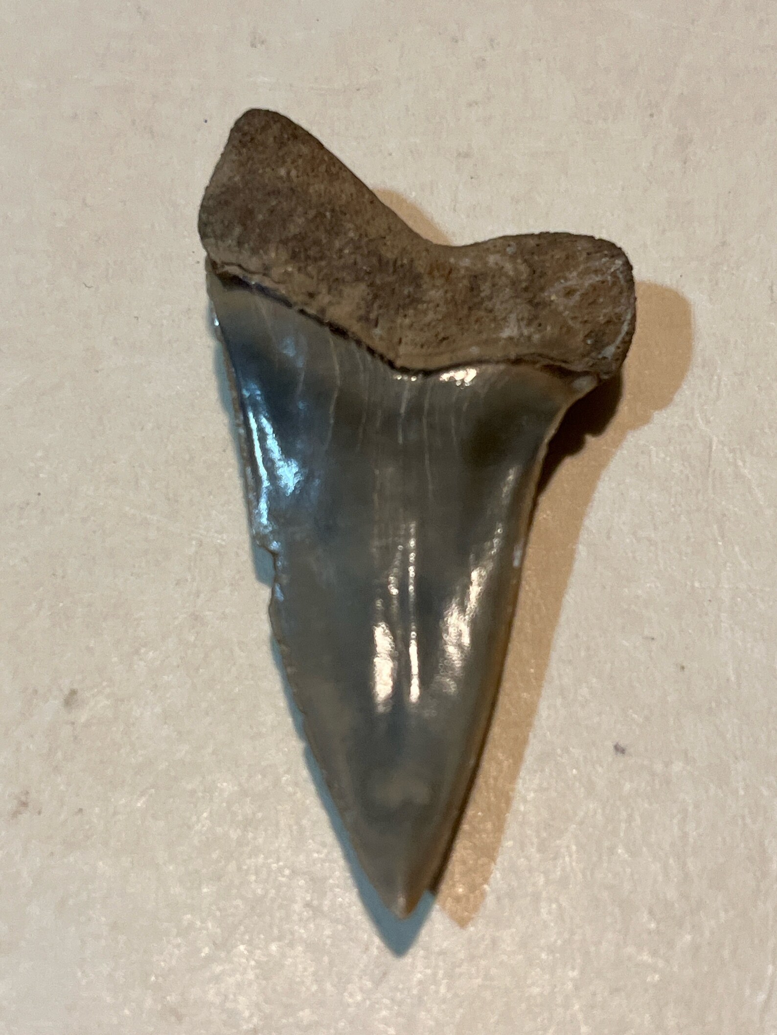 Pristine Fossil Mako Tooth - Etsy