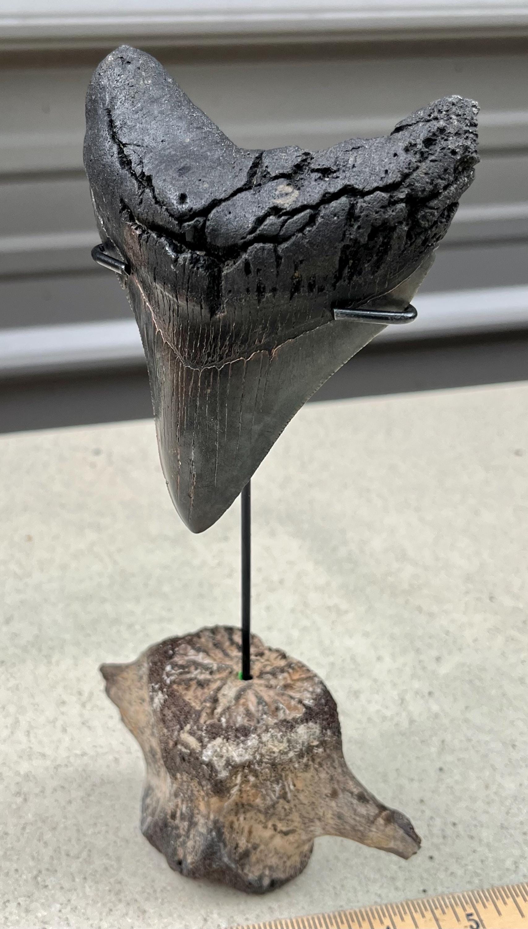 Fossil Megalodon Tooth Stand - Etsy