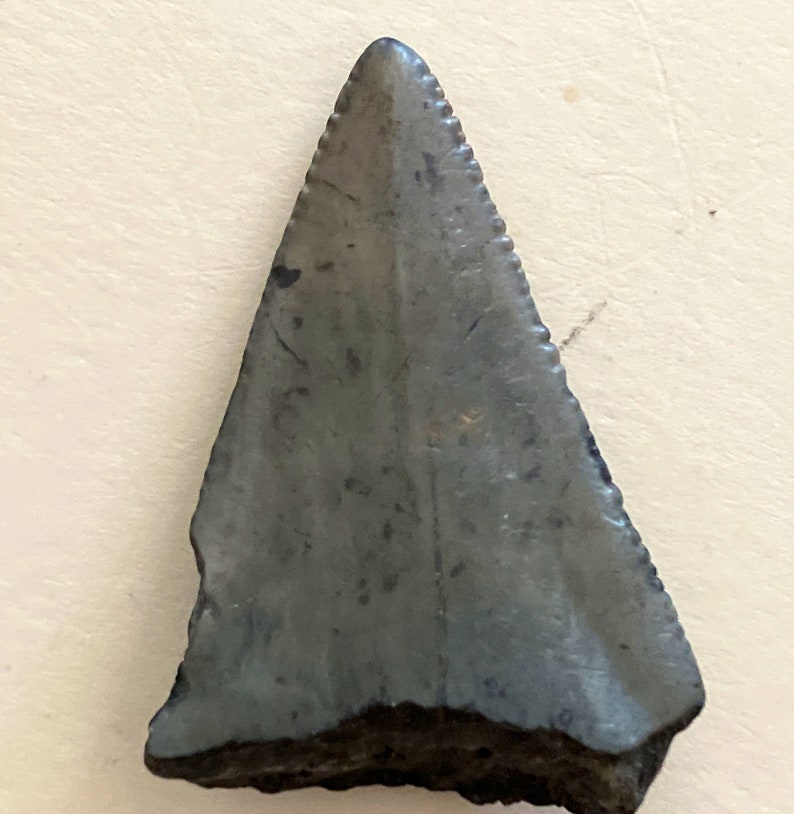 Fossil Great White Tooth - Etsy