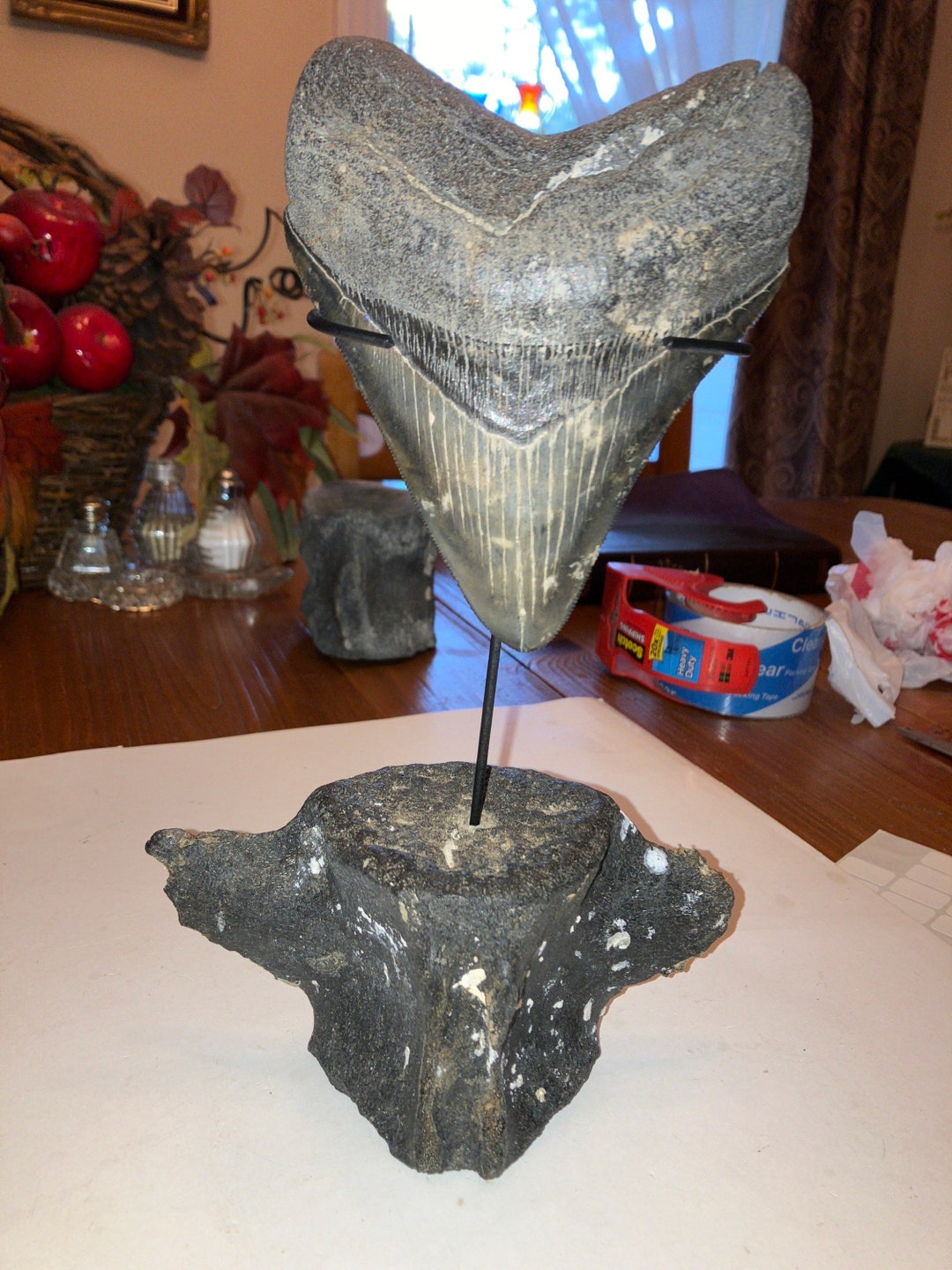 Fossil Megalodon Tooth Stand - Etsy
