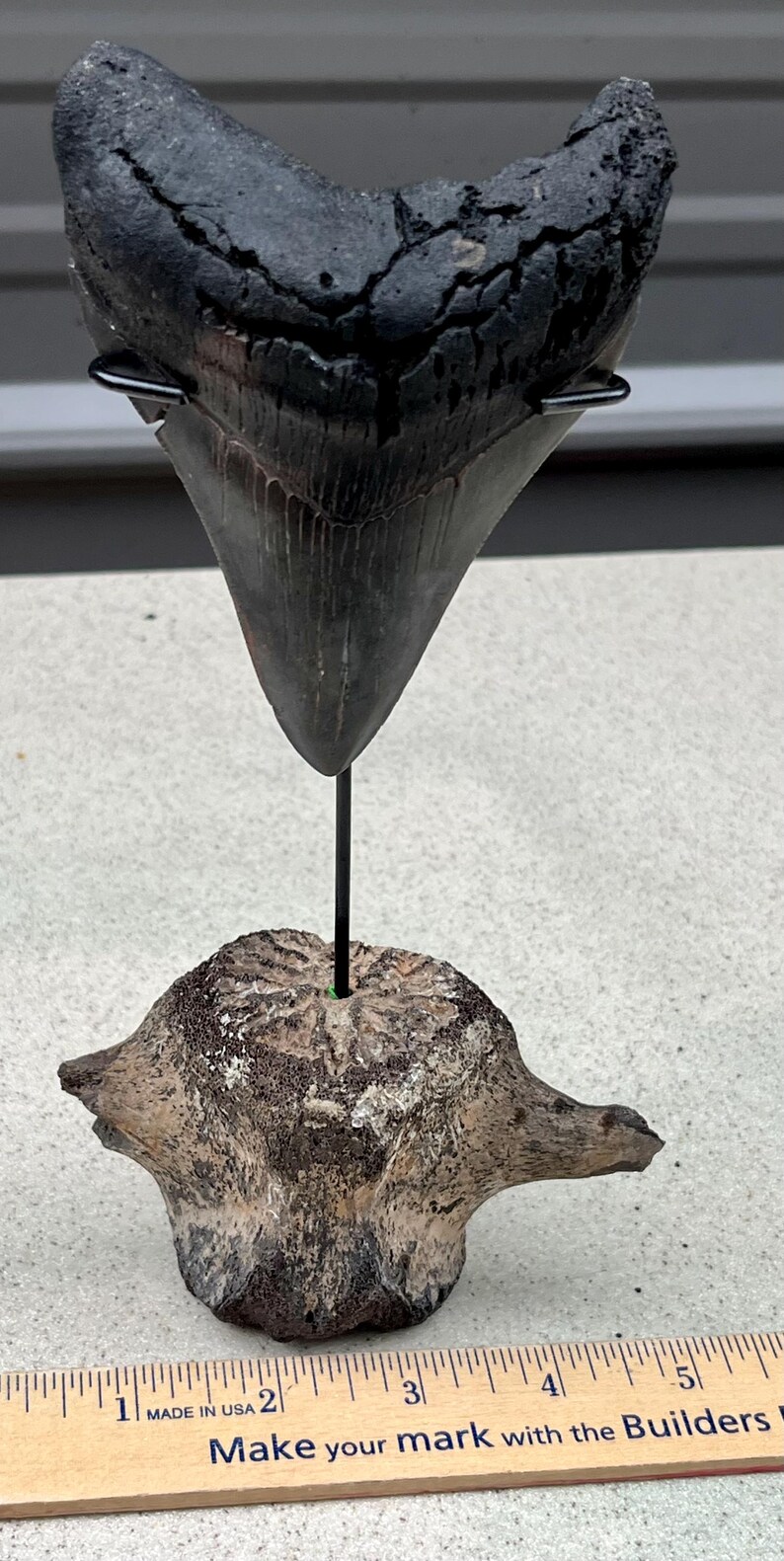 Fossil Megalodon Tooth Stand - Etsy