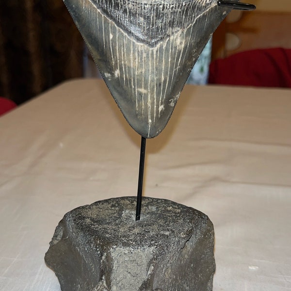 Fossil Display Stand - Etsy