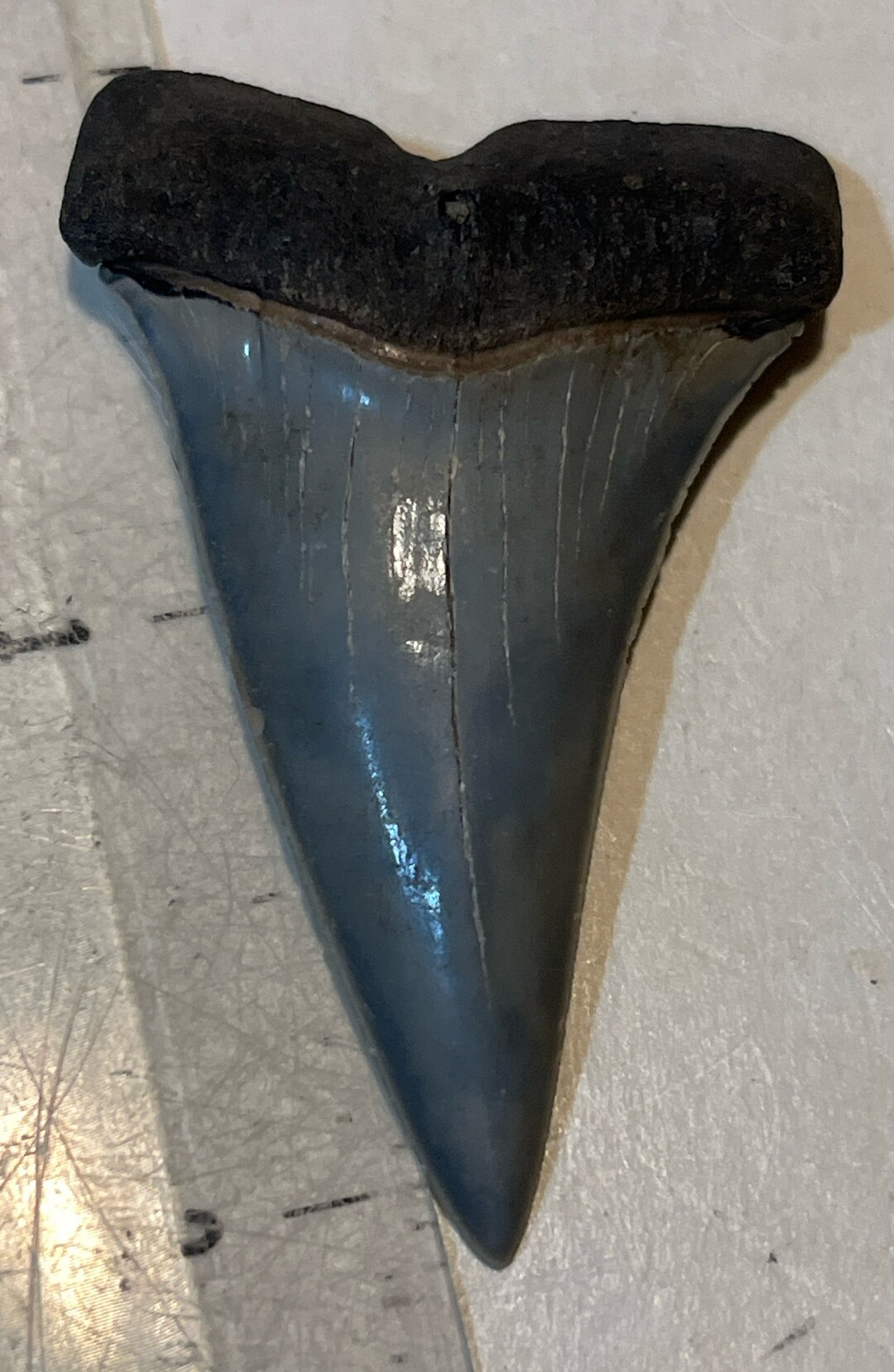 Pristine Fossil Mako Tooth - Etsy