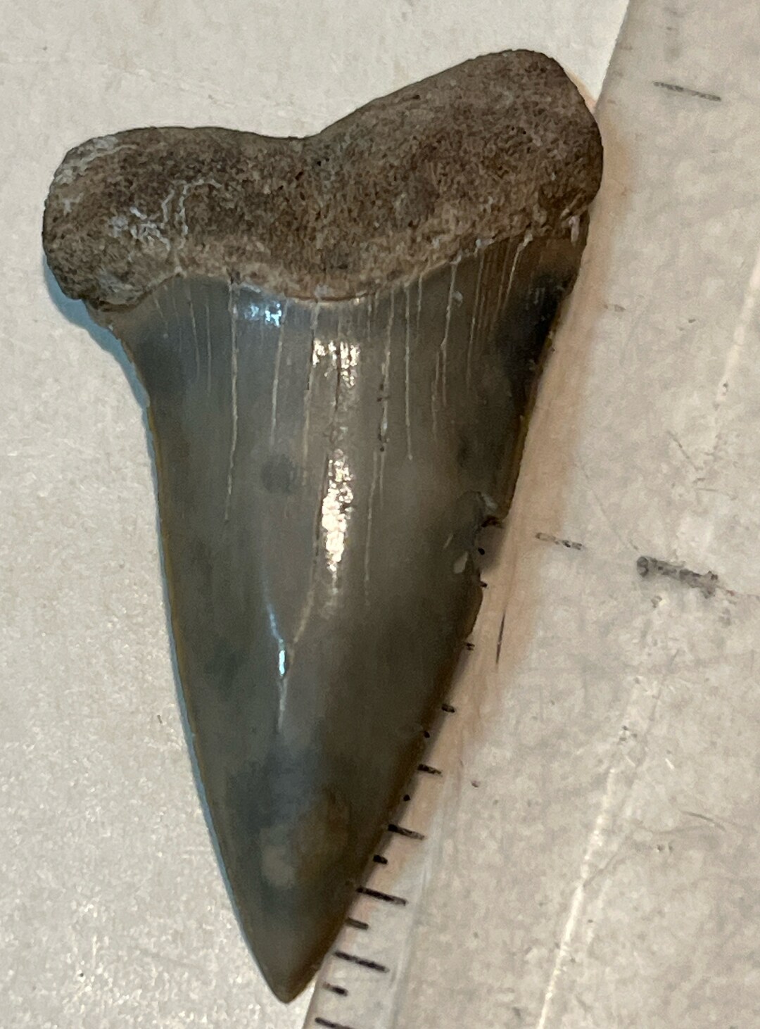 Pristine Fossil Mako Tooth - Etsy