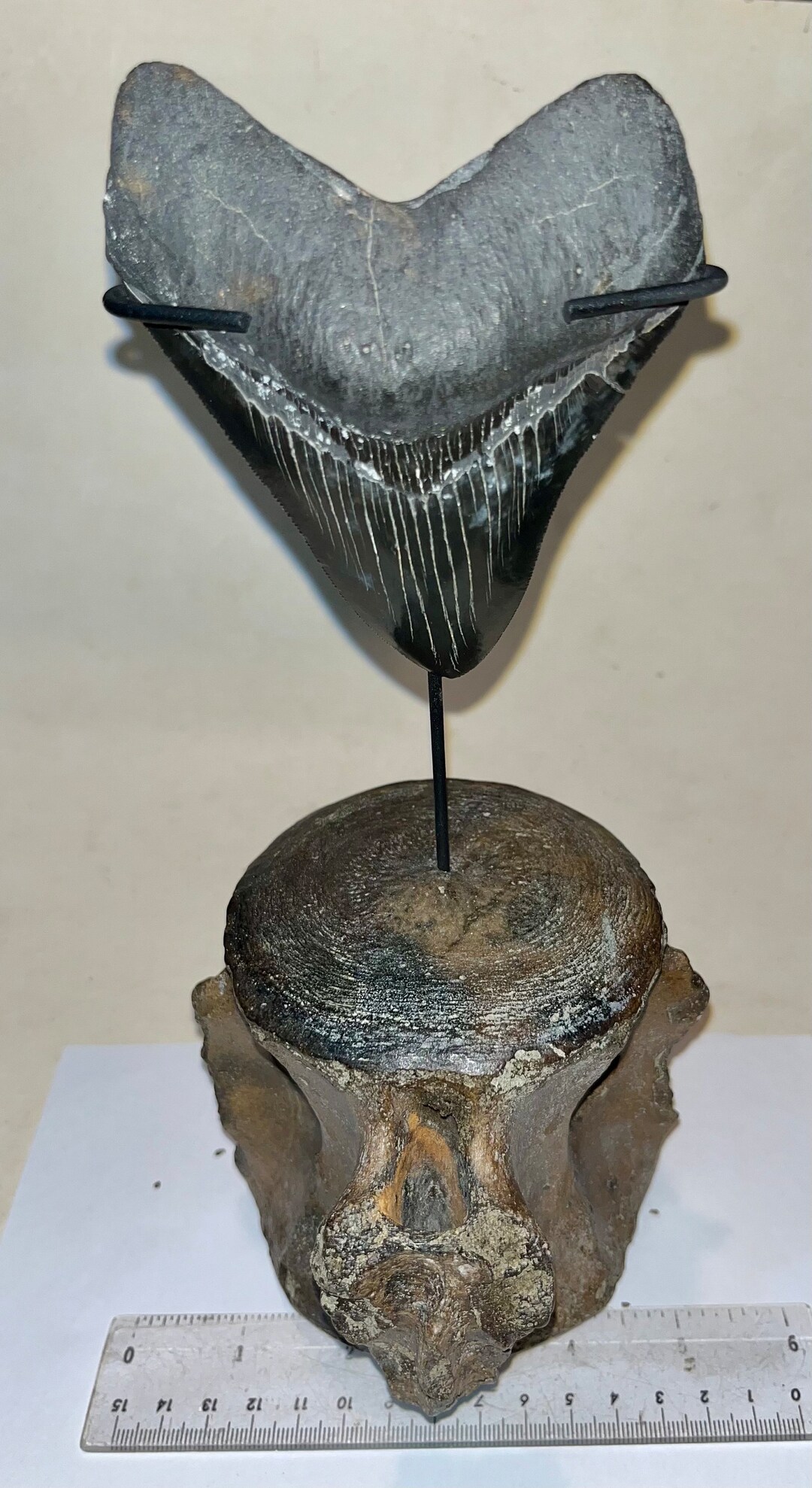 Fossil Megalodon Tooth Stand - Etsy