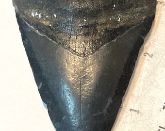 1 Partial Megalodon Shark Tooth Randomly Picked From Lot 2 to 3 Inches ...