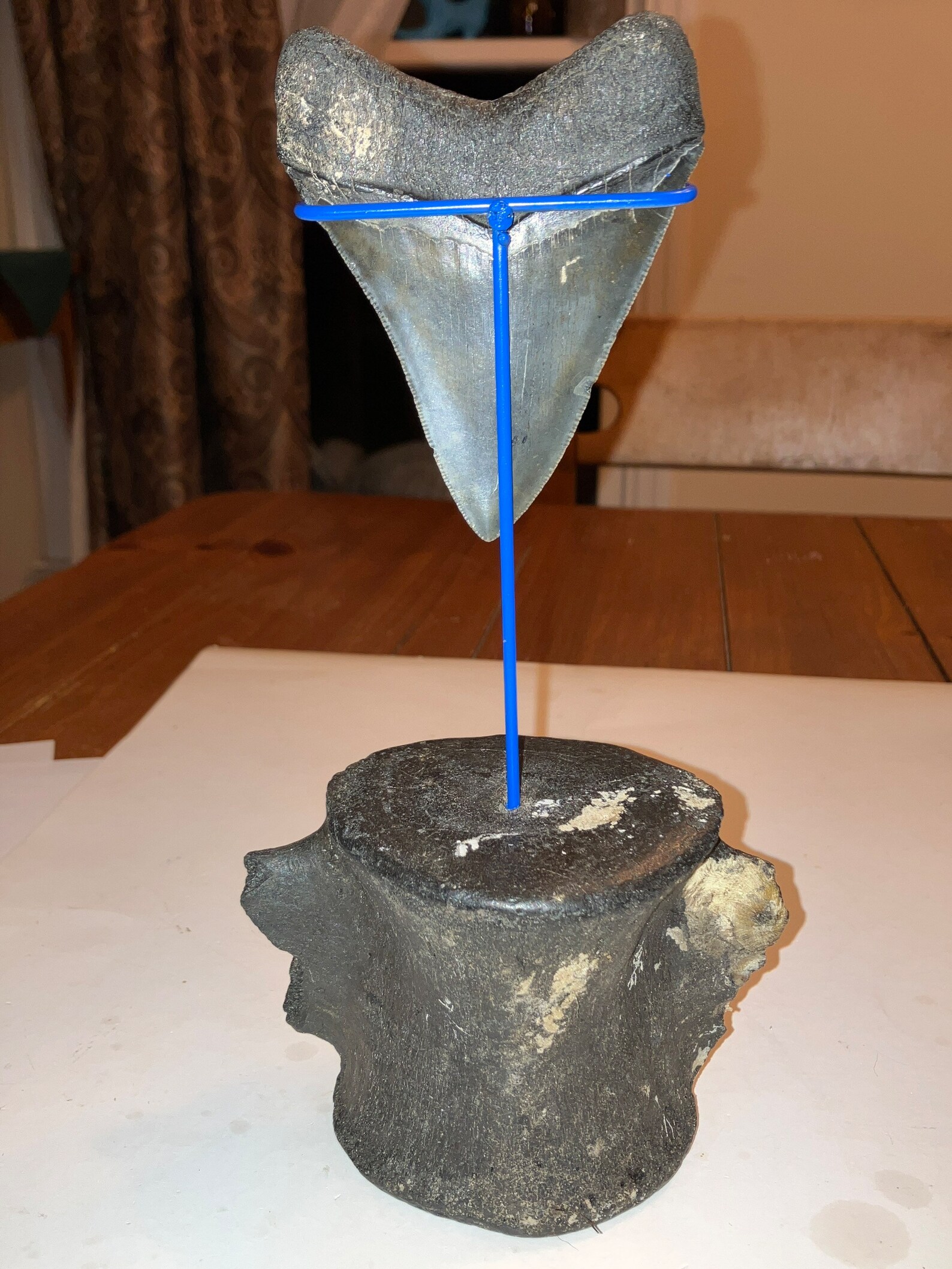 Fossil Megalodon Tooth Stand - Etsy