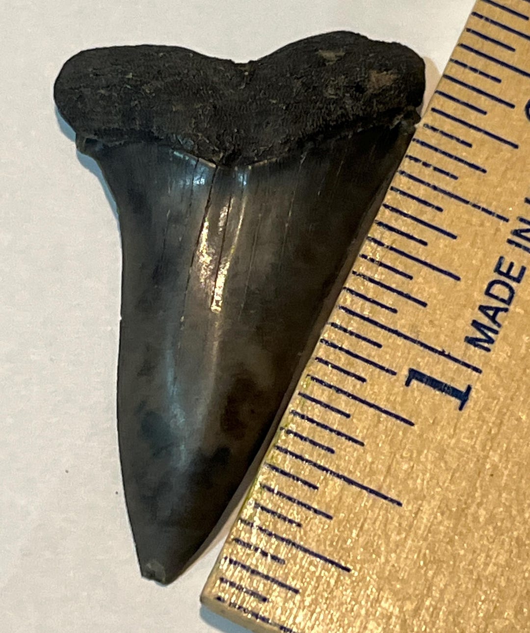 Pristine Fossil Mako Tooth - Etsy