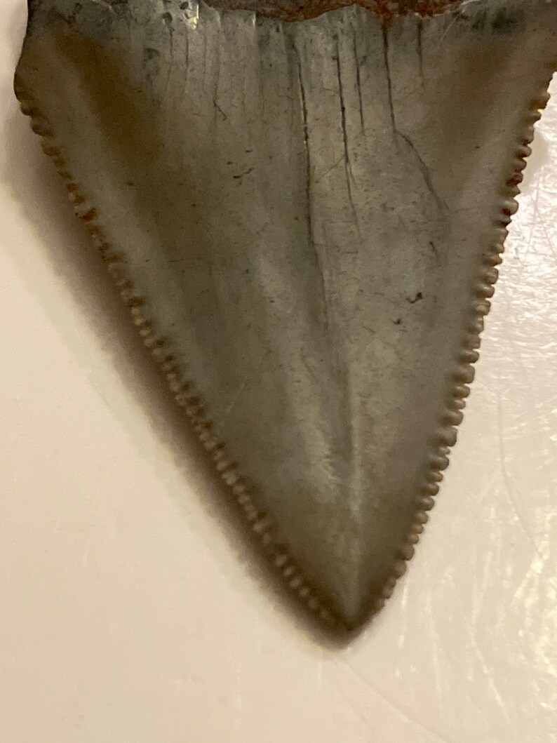 Fossil Great White Tooth - Etsy