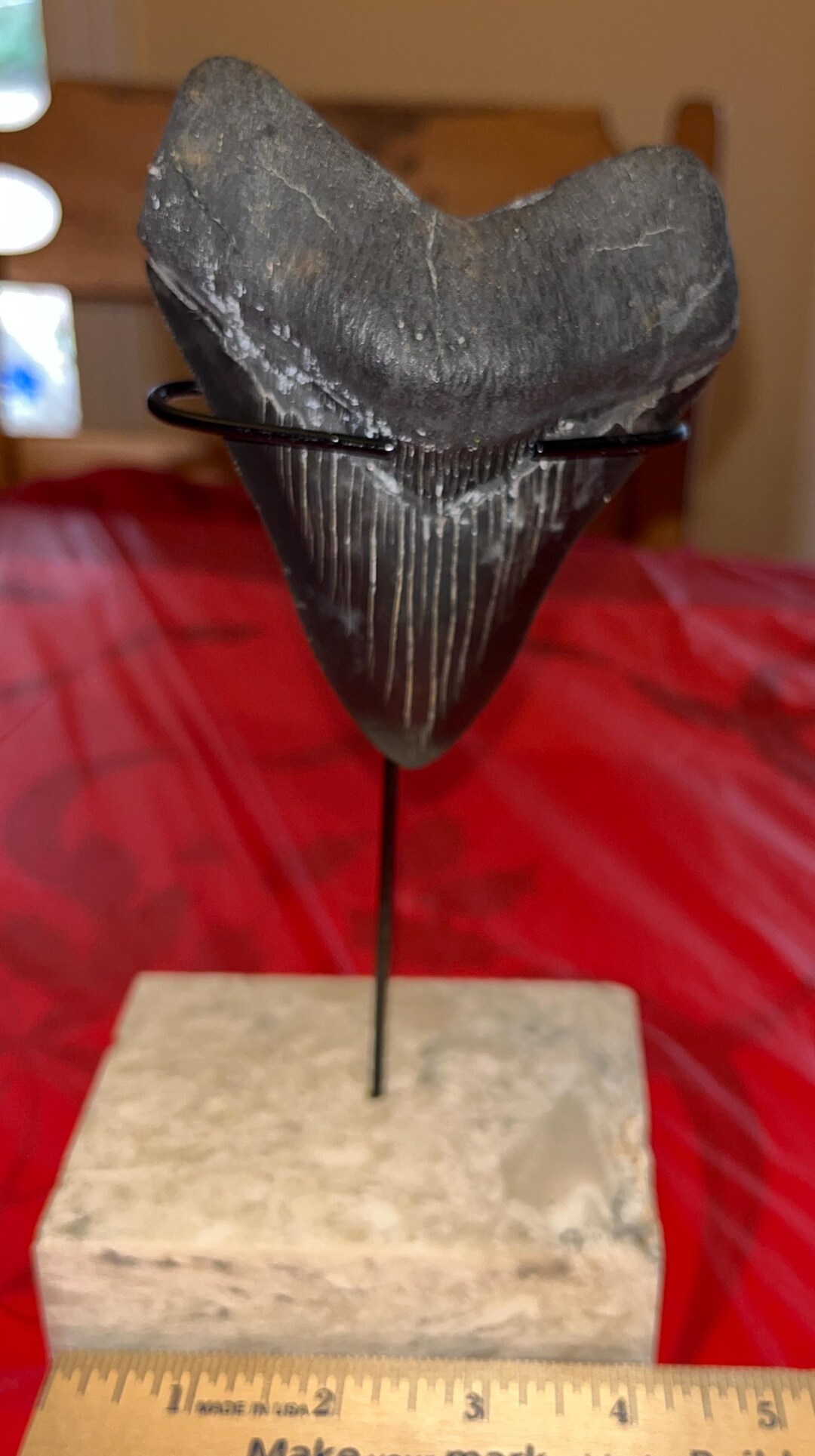 Fossil Megalodon Tooth Stand - Etsy
