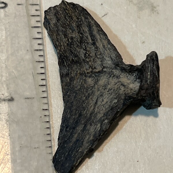 Fish Vertebrae - Etsy