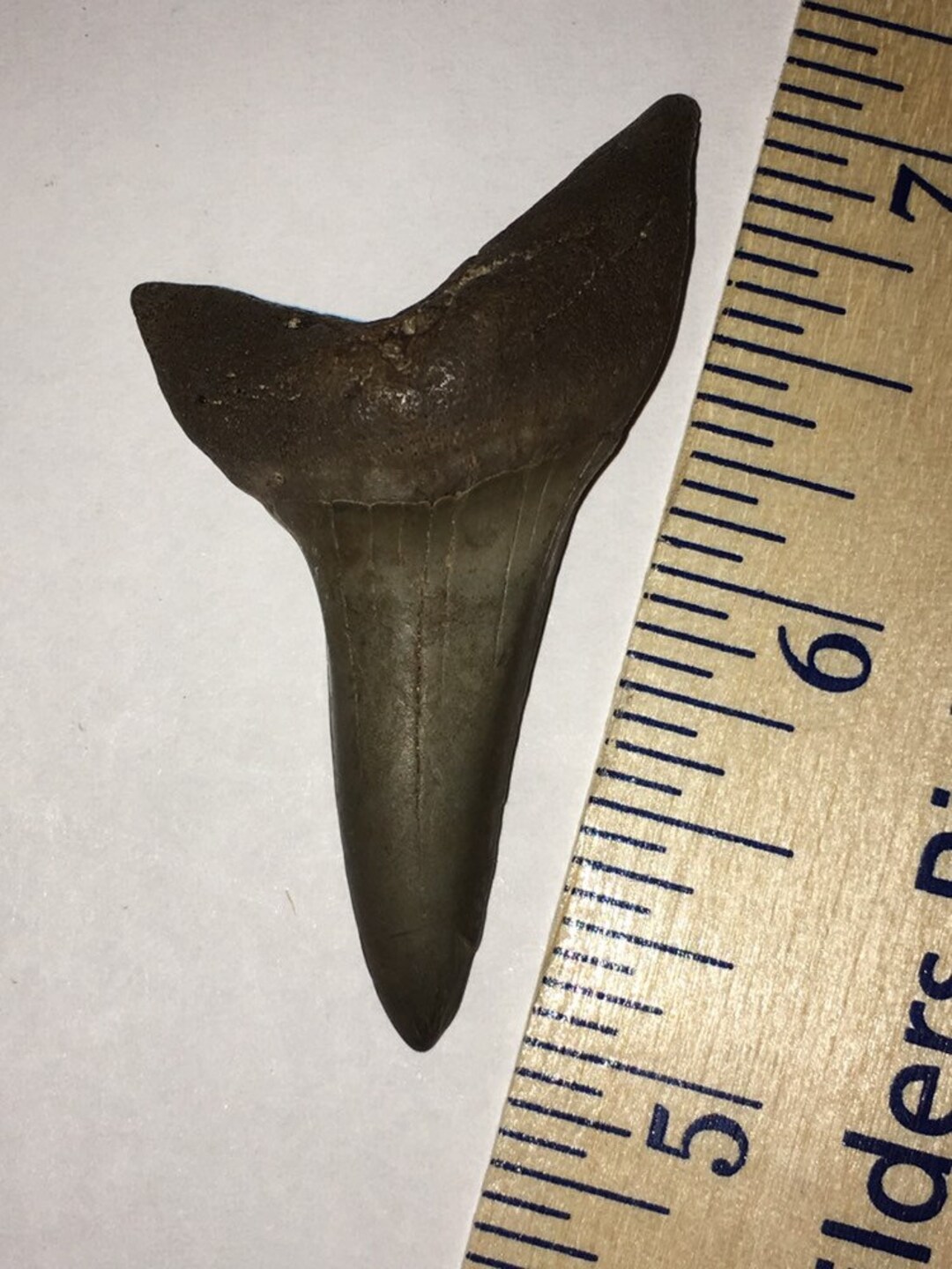 2 1/8” Lower Mako Tooth - Etsy