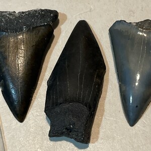 3 Huge Fossil Mako Teeth - Etsy