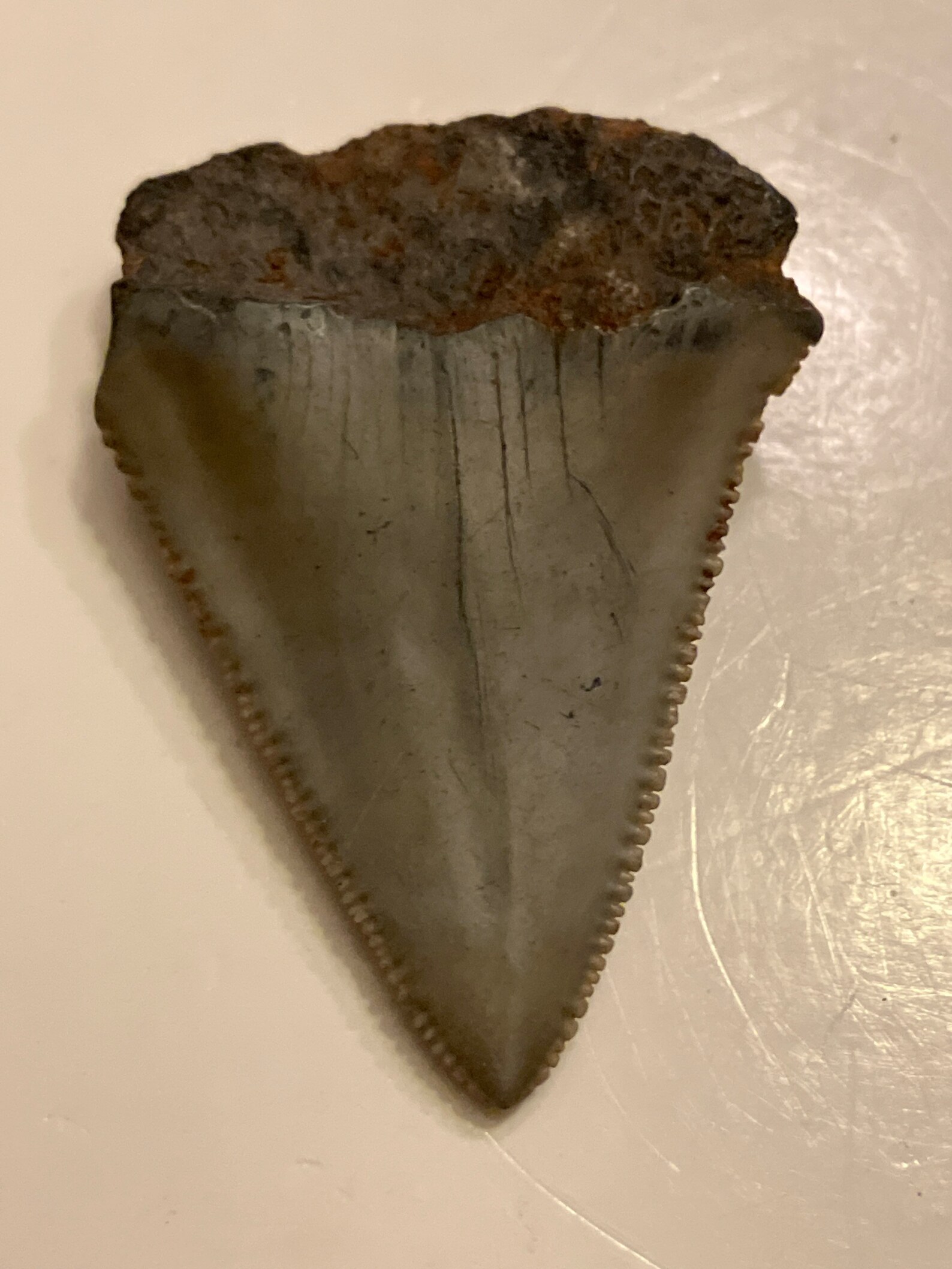 Fossil Great White Tooth - Etsy