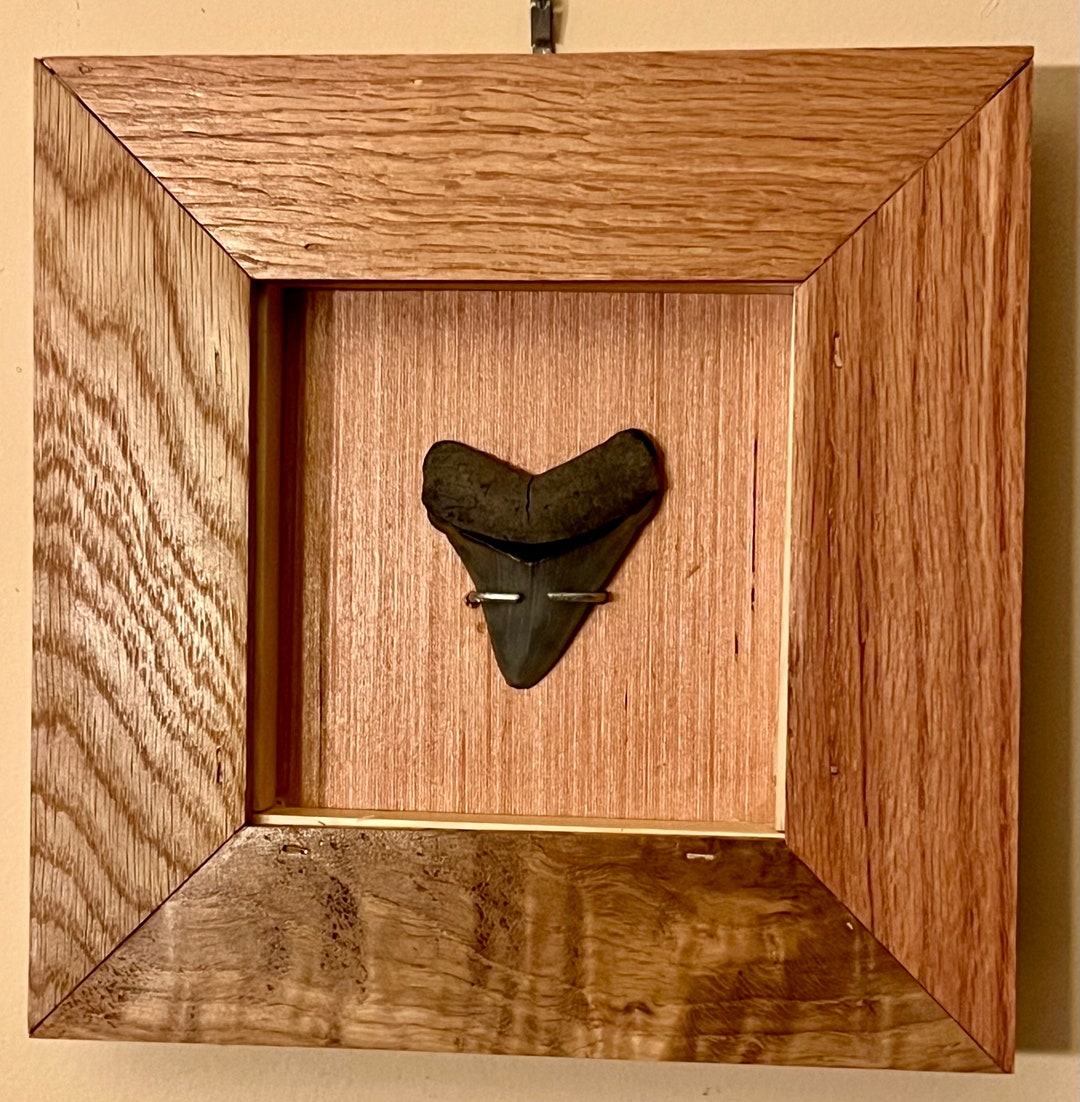 Fossil Megalodon Tooth Shadow Box - Etsy