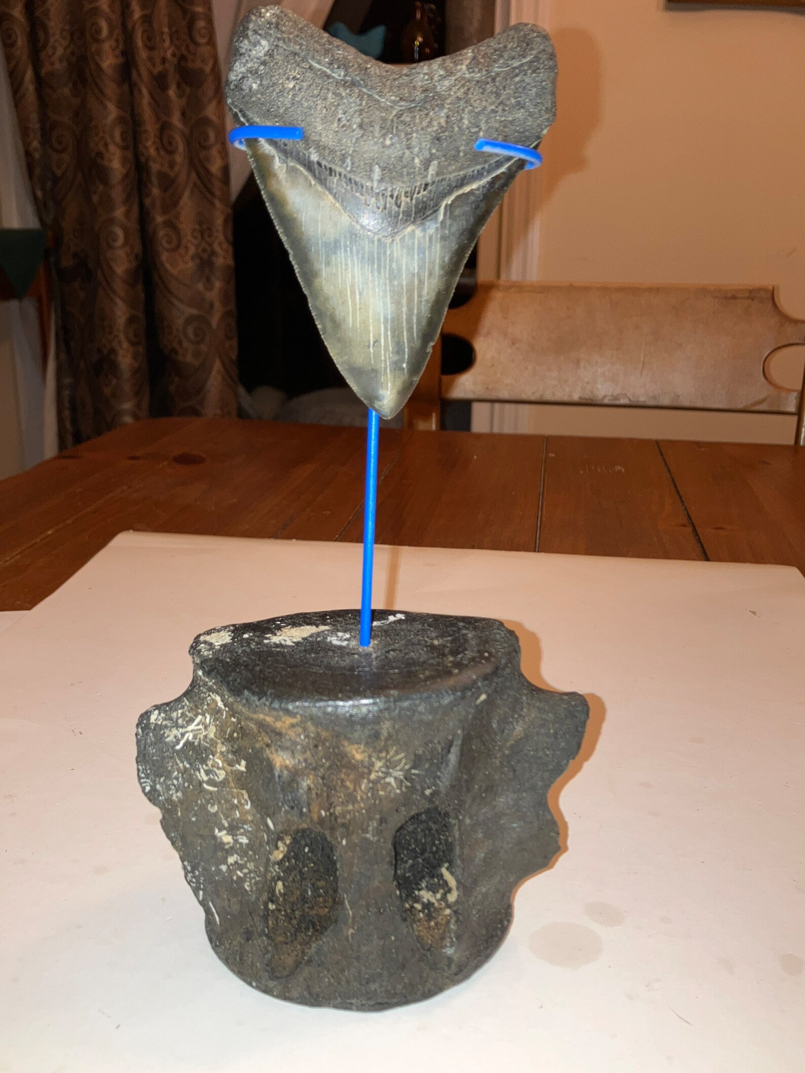 Fossil Megalodon Tooth Stand - Etsy