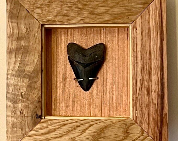 Fossil Megalodon Tooth Stand - Etsy