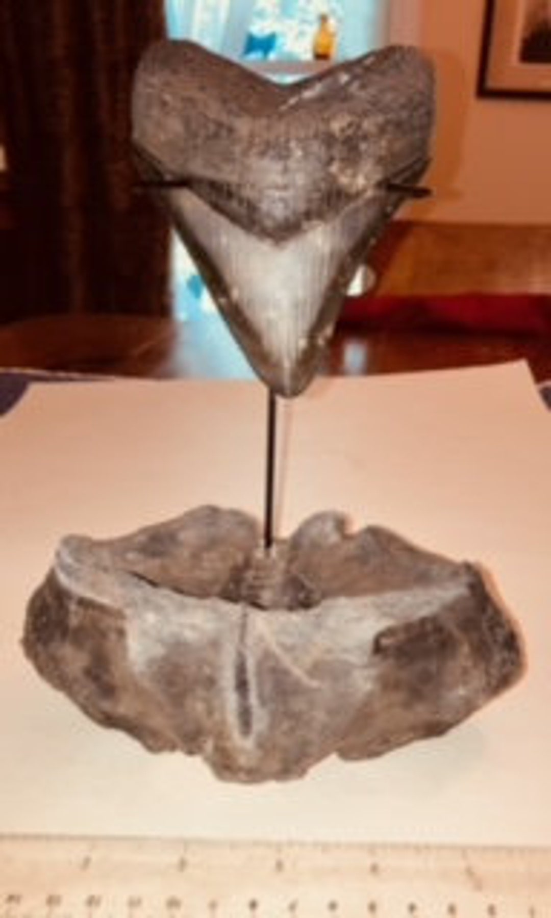 Fossil Megalodon Tooth Stand - Etsy
