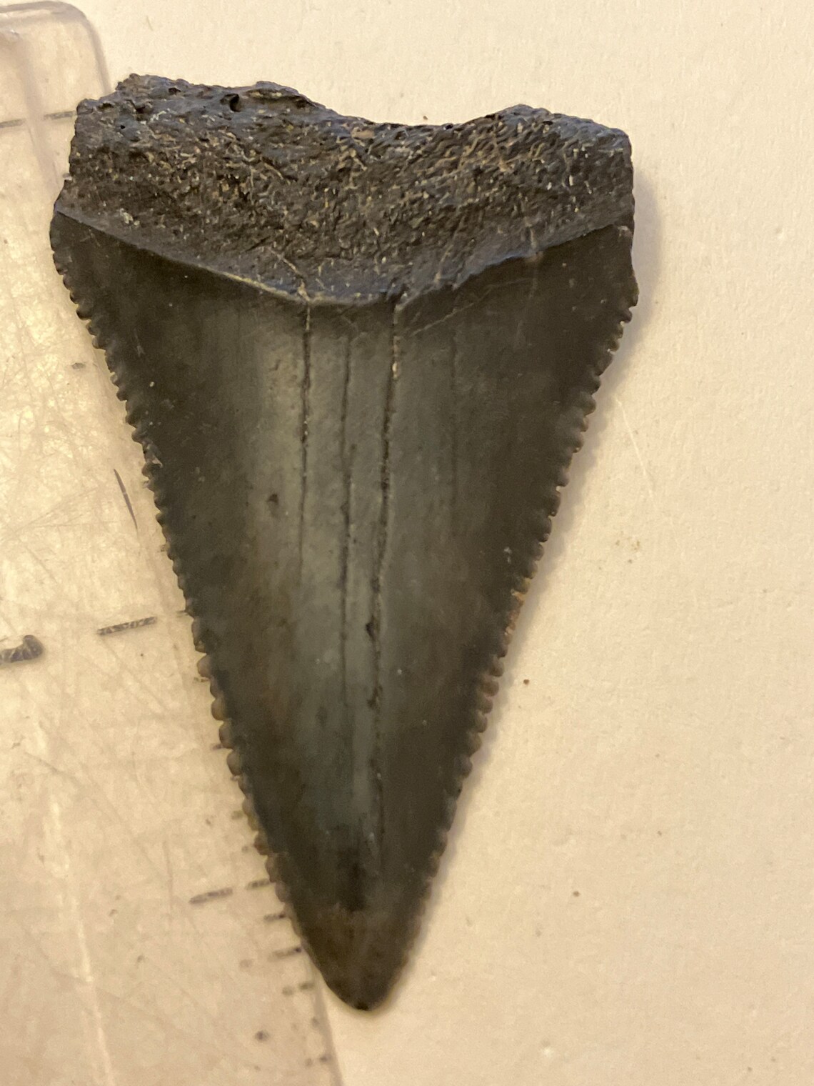 Fossil Great White Tooth - Etsy