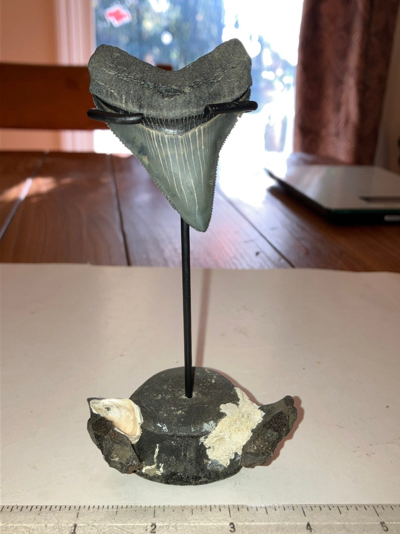 Fossil Megalodon Tooth Stand - Etsy