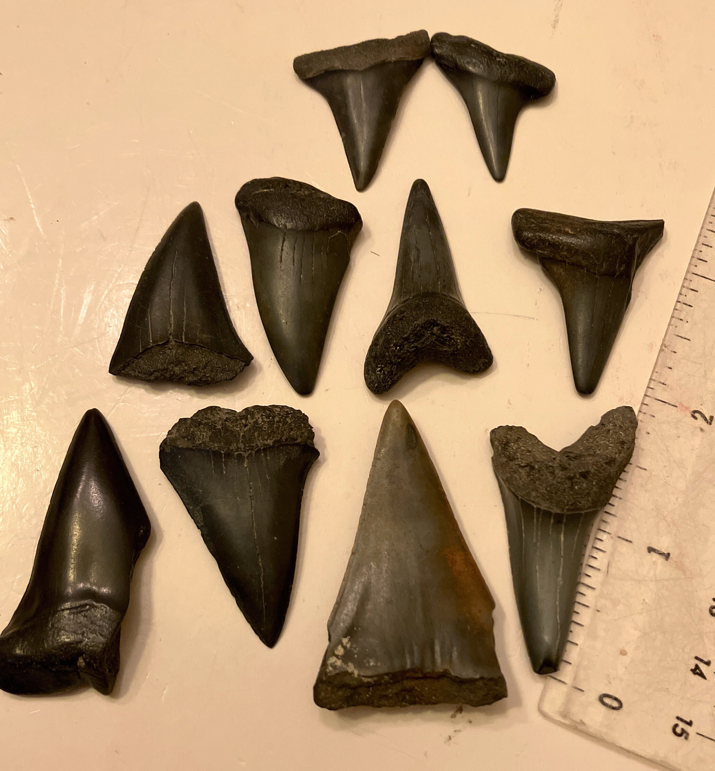 Dusky Shark Teeth
