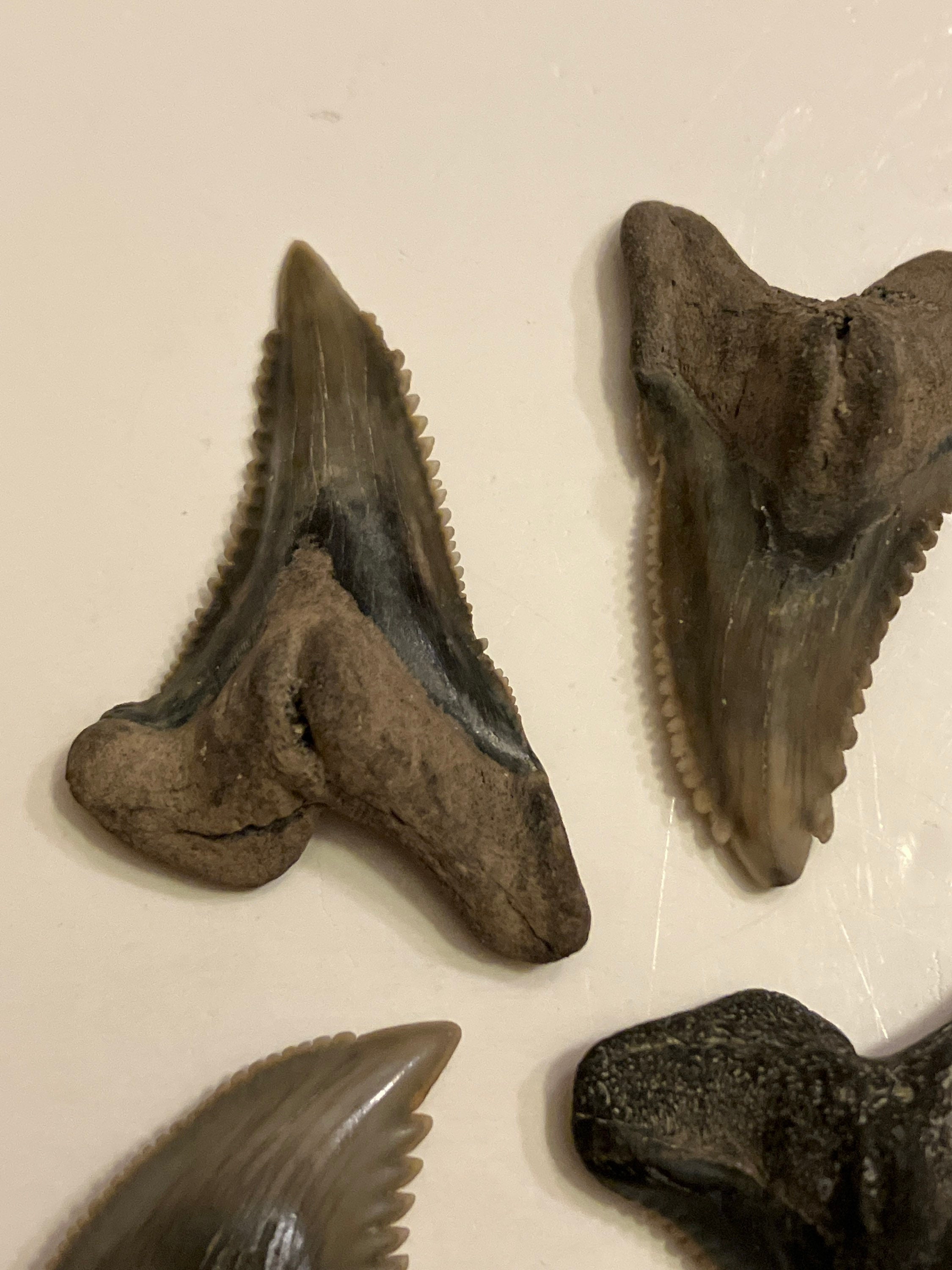 Authentic Hemipristis Teeth - Etsy