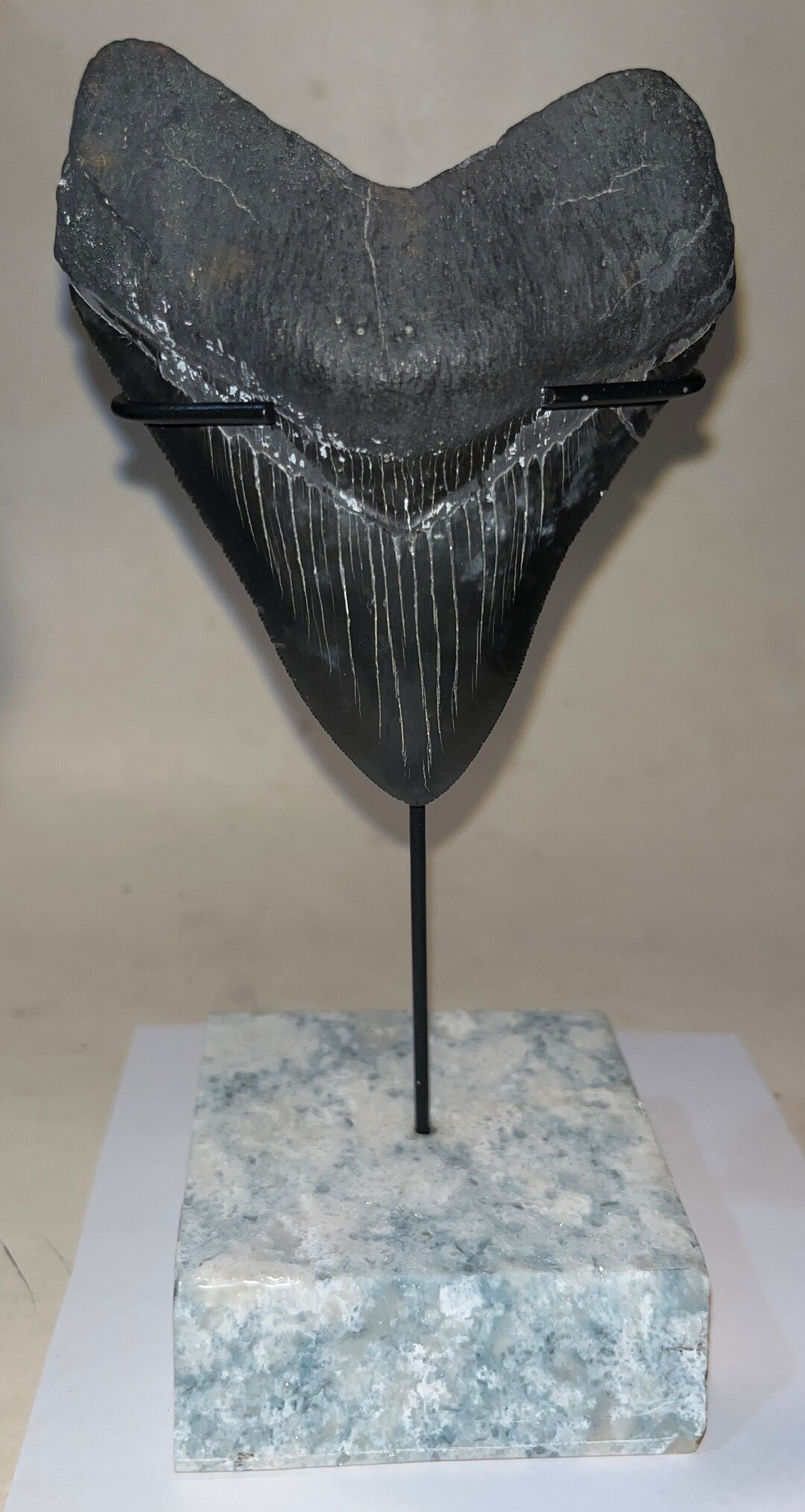 Fossil Megalodon Tooth Stand - Etsy