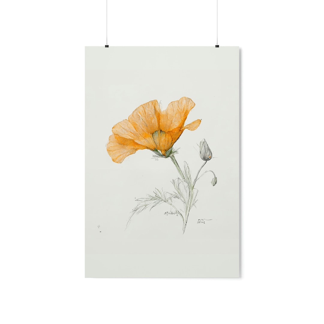 California Poppy Sketch Wall Art - Botanical Illustration on Archival ...